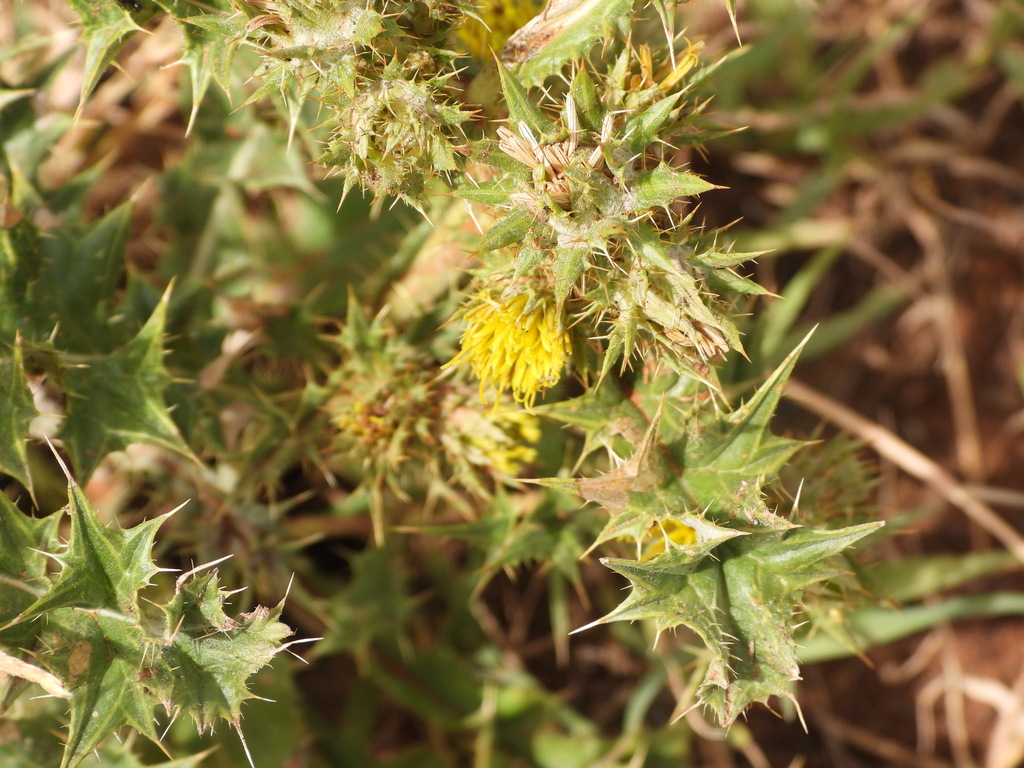 Lobed African Thistle from Pixley ka Seme District Municipality, South ...
