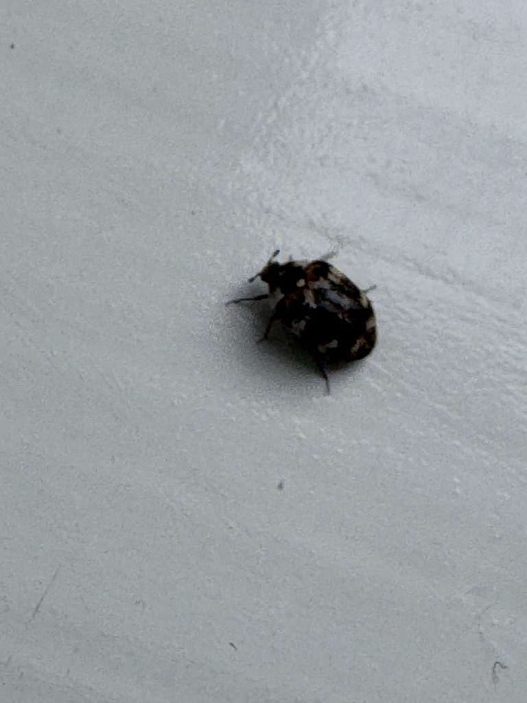 Carpet Beetles from Primrose Ct, Frome, England, GB on March 14, 2024 ...