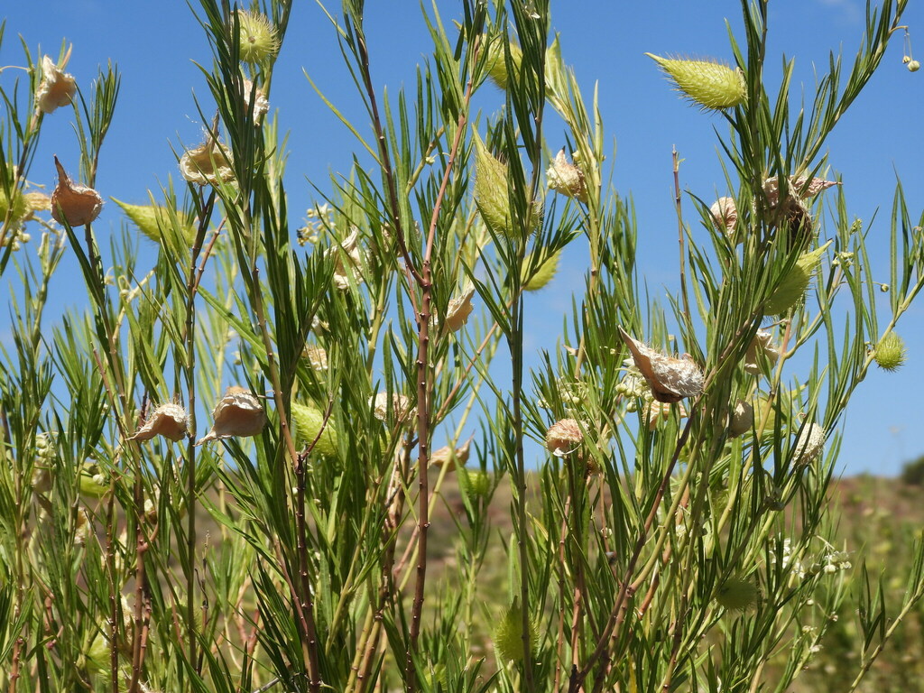 Narrow-leaf Cotton Bush from Pixley ka Seme District Municipality ...