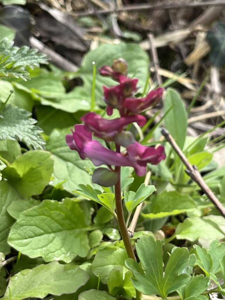 Hollowroot from Gaj, 11, HR on March 14, 2024 at 11:07 AM by Marija ...