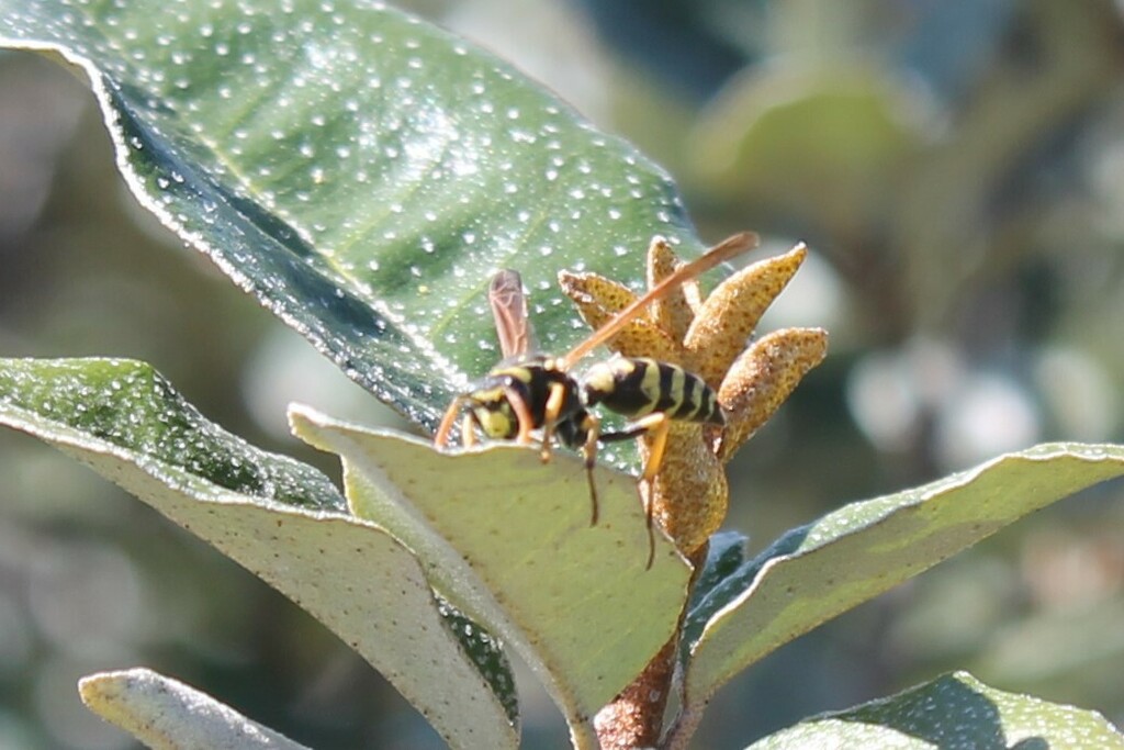 French Paper Wasp from Sta Coloma de Gramanet, Barcelona, España on ...