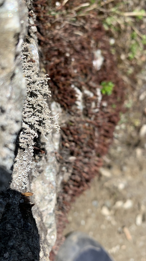 common lichens from Sosan, Himachal Pradesh, India on May 14, 2022 at ...
