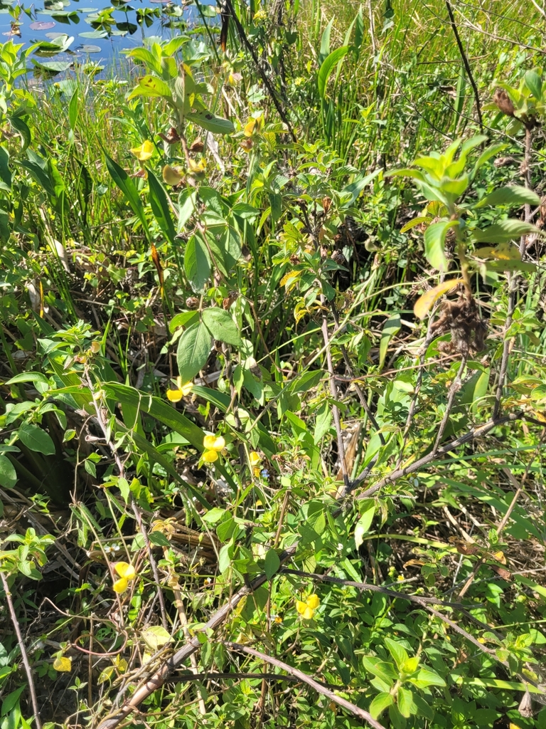 Wild Cowpea from Fort Pierce, FL 34945, USA on March 14, 2024 at 10:36 ...