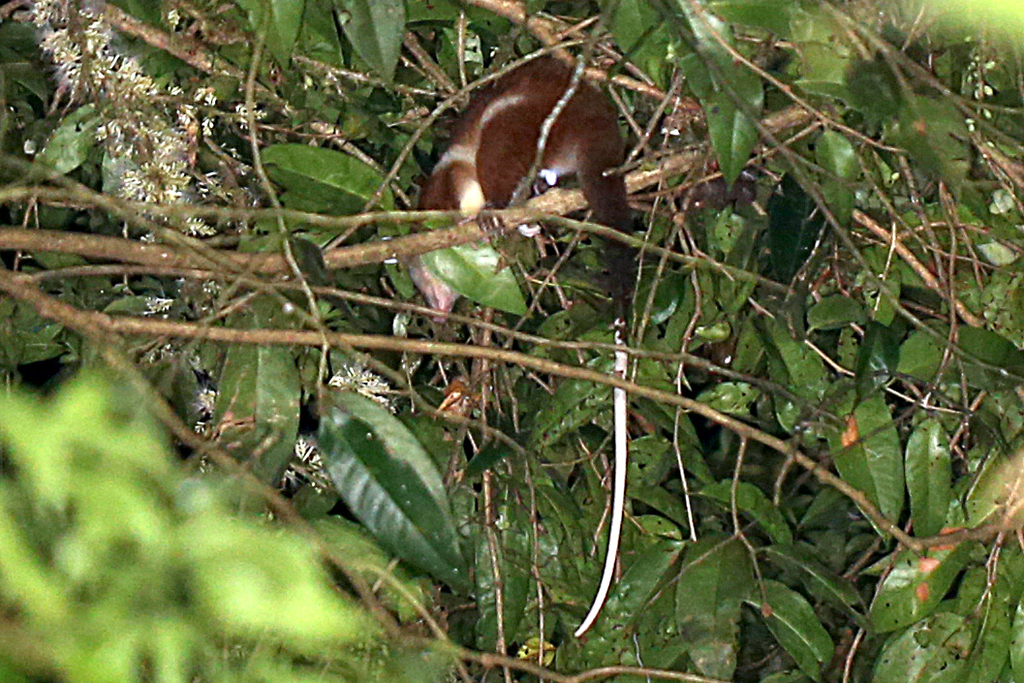 Derby's Woolly Opossum from Heredia Province, Sarapiqui, Costa Rica on ...