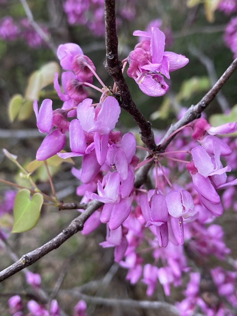 eastern redbud from Veterans Park and Athletic Complex, College Station ...