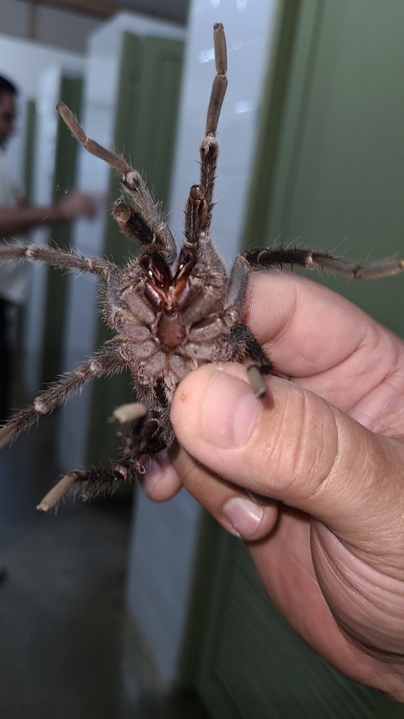 Costa Rican Blue Front Tarantula from R9QJ+QWG, Provincia de Guanacaste ...