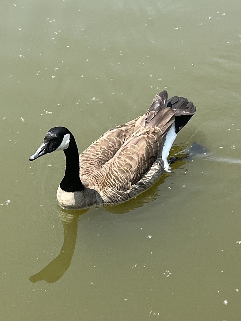 Canada Goose from Detroit Zoo, Royal Oak, MI, US on June 10, 2023 at 12 ...