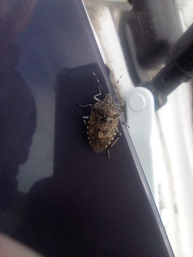 Mottled Stink Bug from Gonfreville-l'Orcher, France on March 14, 2024 ...