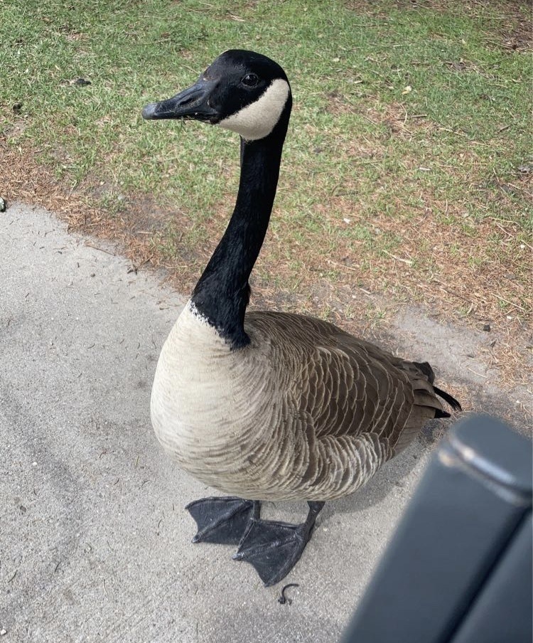Canada Goose from Detroit Zoo, Huntington Woods, MI, US on April 22 ...
