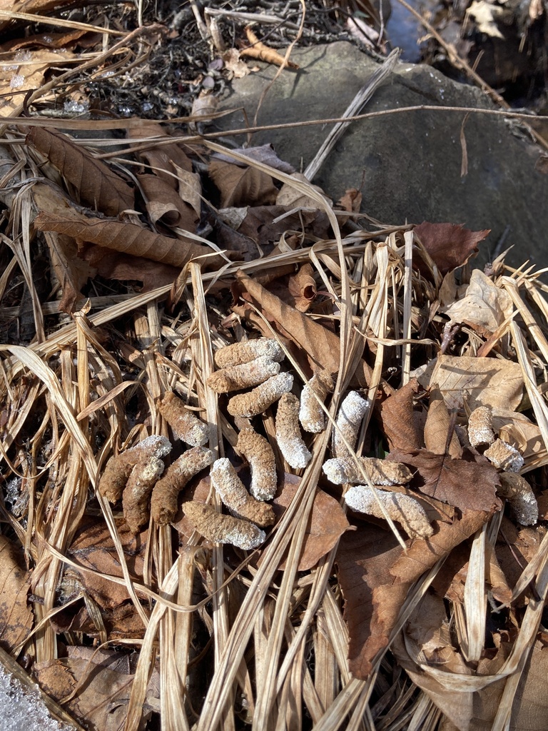 Ruffed Grouse from E Sharon Ave, Houghton, MI, US on March 13, 2024 at ...