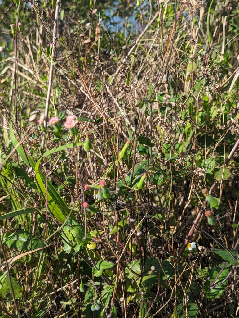 Caesar weed from Fort Pierce, FL 34945, USA on March 14, 2024 at 10:43 ...
