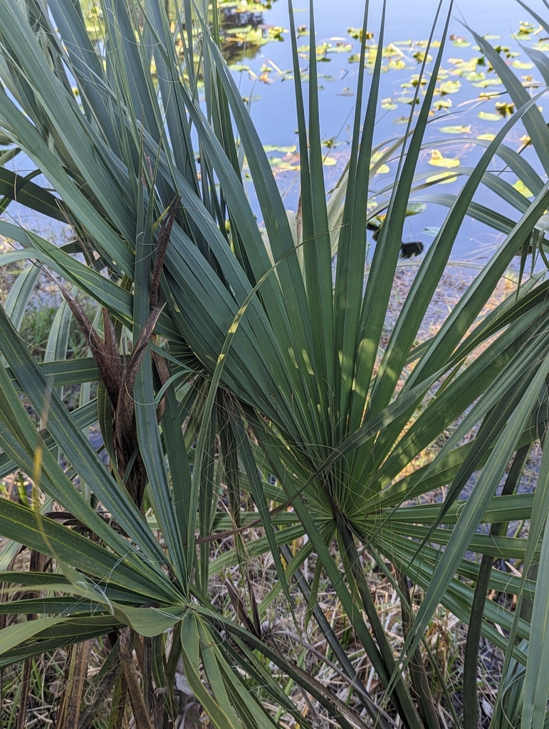 Coryphoideae from Fort Pierce, FL 34945, USA on March 14, 2024 at 10:44 ...