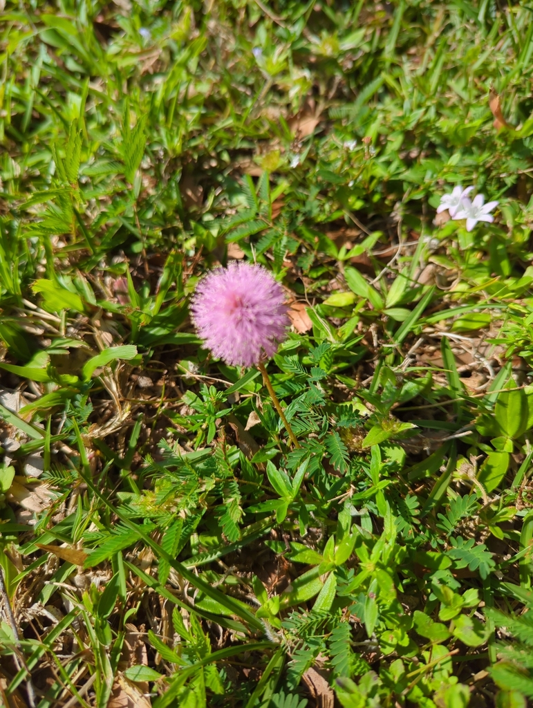 sunshine mimosa from Fort Pierce, FL 34945, USA on March 14, 2024 at 10 ...