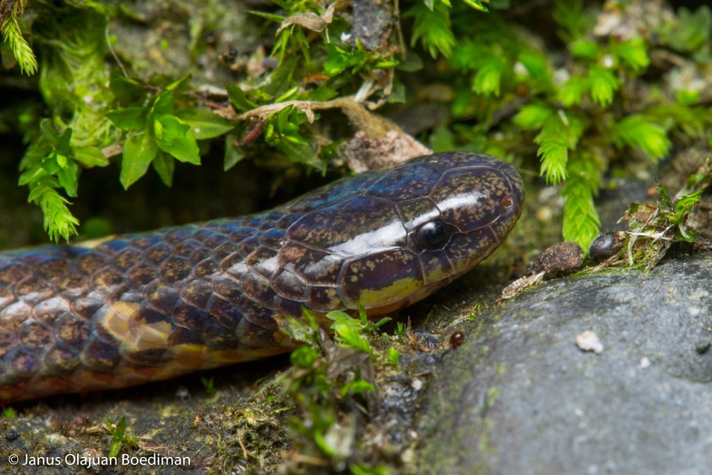 Collared Reed Snake (Calamaria pavimentata) - Snakes and Lizards