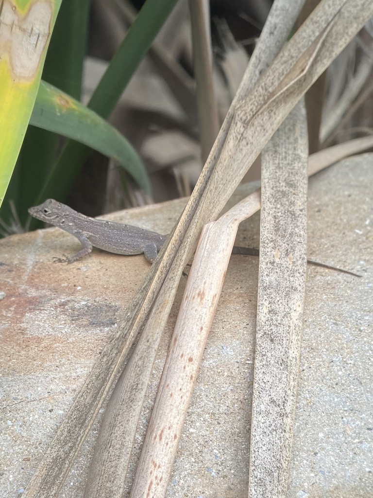 Anoles from Puerto Rico, Lajas, Puerto Rico, US on March 14, 2024 at 11 ...