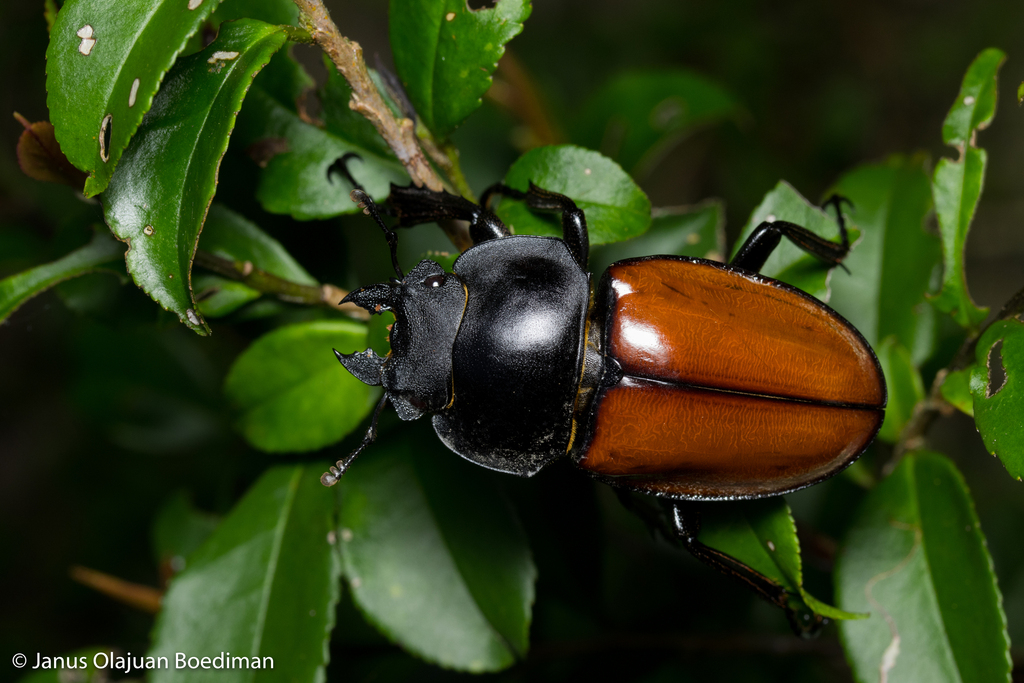 Neolucanus swinhoei in August 2022 by Janus Olajuan Boediman · iNaturalist
