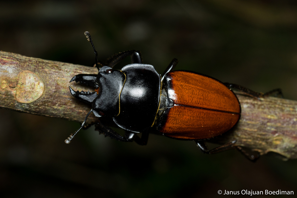 Neolucanus swinhoei in August 2022 by Janus Olajuan Boediman · iNaturalist