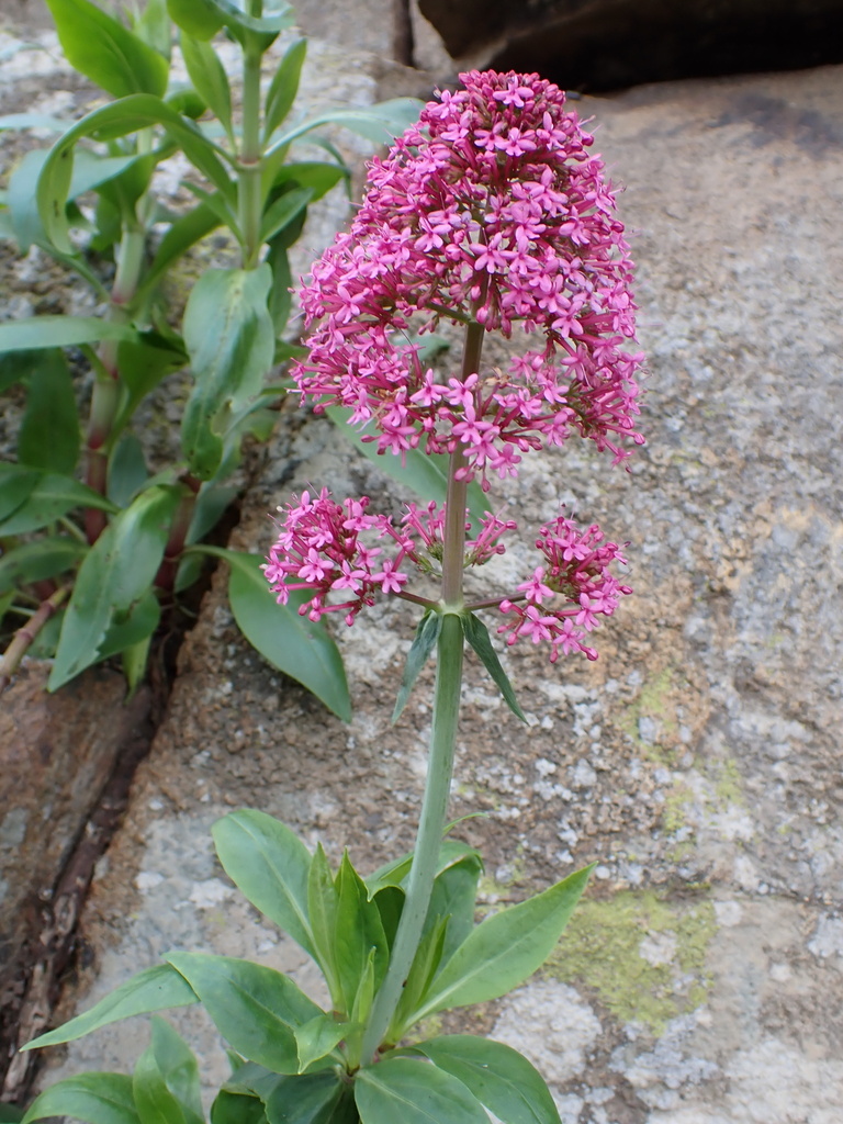 Red Valerian in March 2024 by Lauren · iNaturalist
