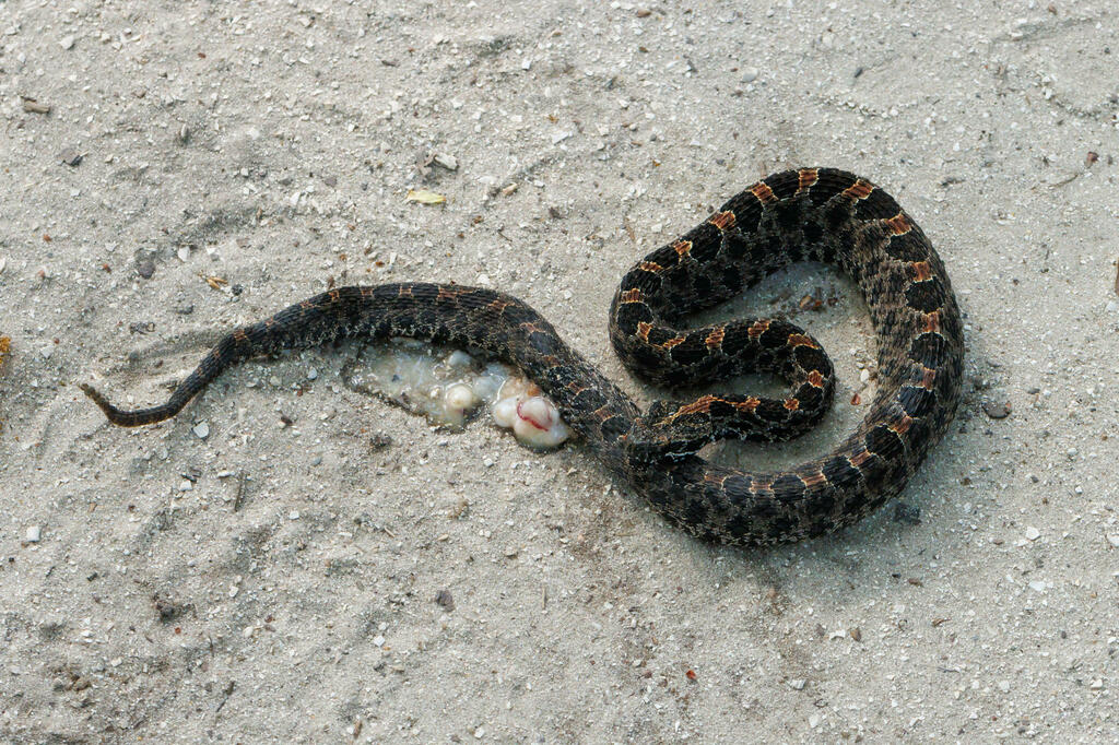 Dusky Pygmy Rattlesnake from Orange County, US-FL, US on March 13, 2024 ...