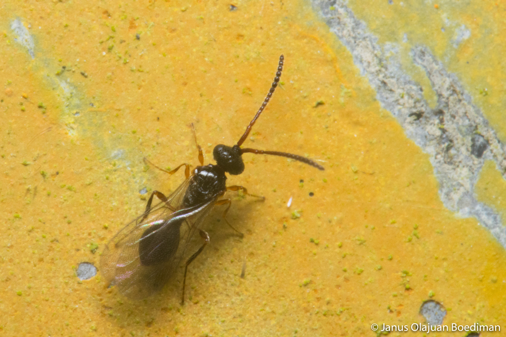 Belytinae in August 2022 by Janus Olajuan Boediman · iNaturalist
