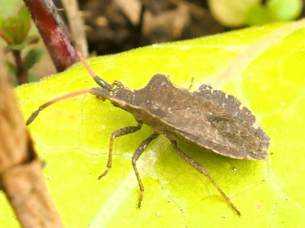 Boat Bug from 65439 Flörsheim am Main, Deutschland on March 14, 2024 at ...