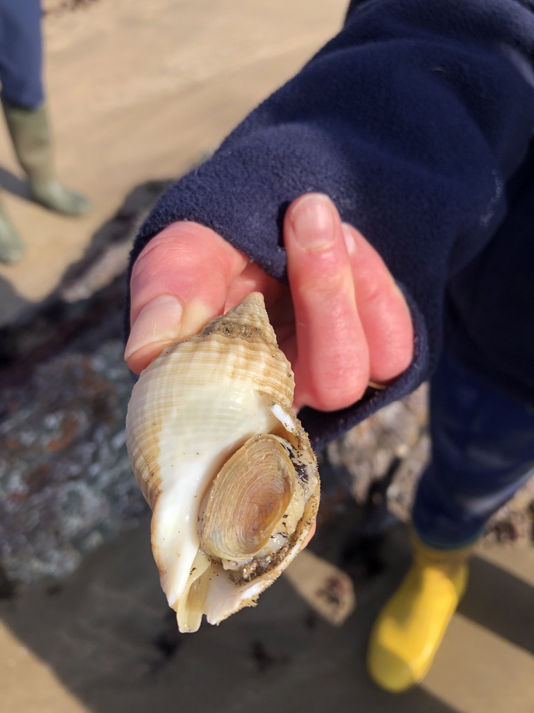 Common Whelk from Morte Bay, England, GB on 11 March, 2024 at 11:36 AM ...