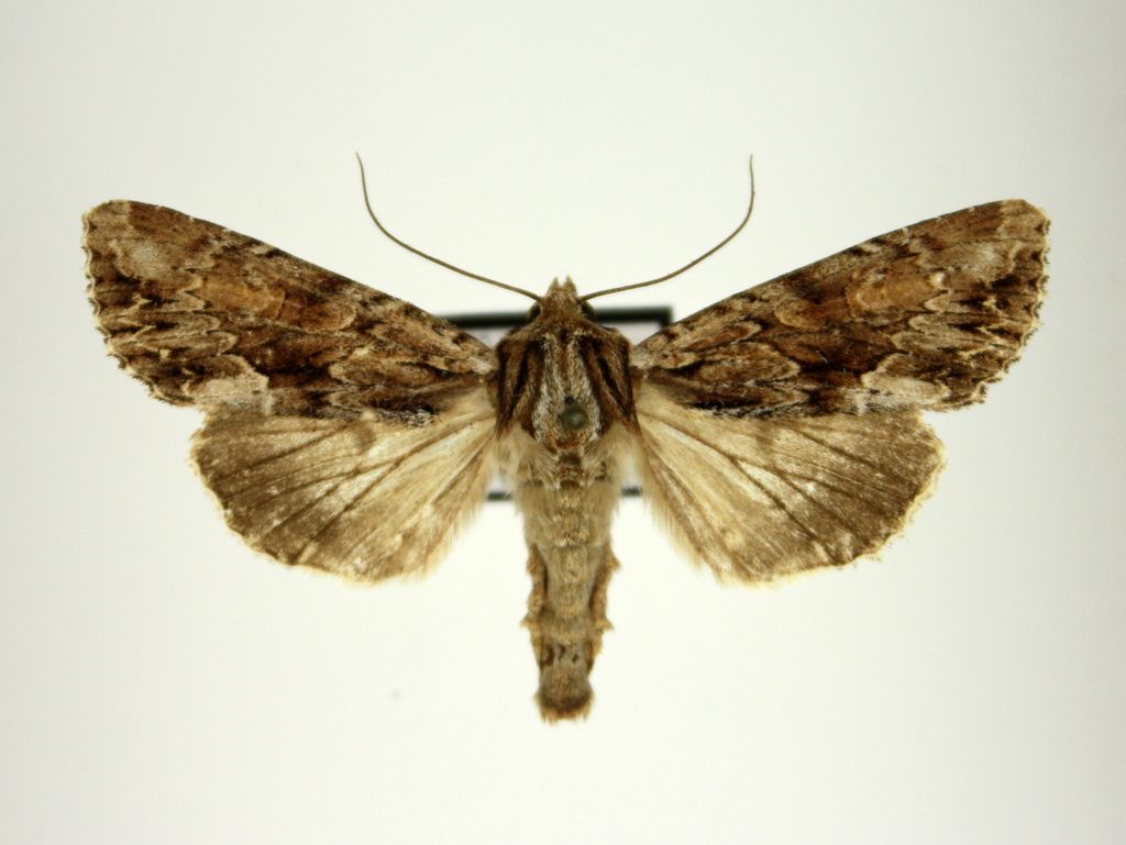 Dark Arches from 15537 Grünheide, Deutschland on July 9, 1994 by Jörg und Ines · iNaturalist