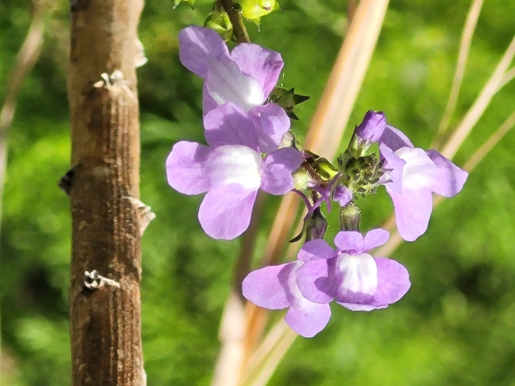 blue toadflax from Lithia, FL, USA on March 14, 2024 at 12:29 PM by ...