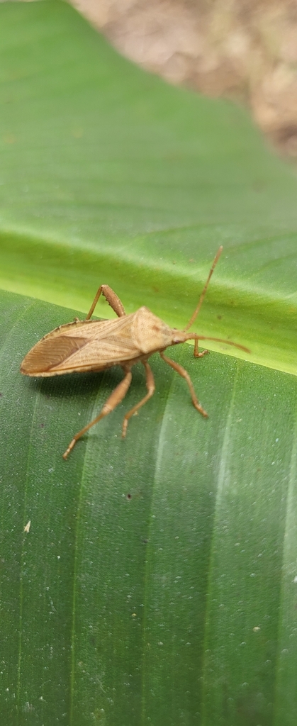 Piezogaster from Cimitarra, Santander, Colombia on March 14, 2024 at 11 ...