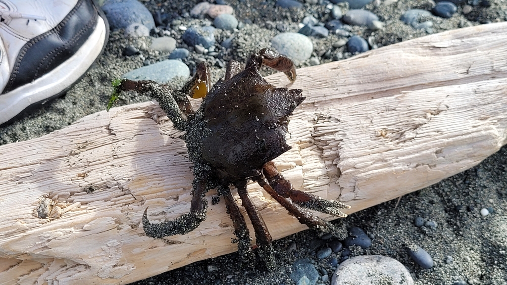 Northern Kelp Crab from Fairfield, Victoria, BC, Canada on June 18 ...