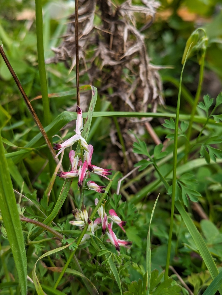 white ramping-fumitory from Mill Valley, CA 94941, USA on March 1, 2024 ...