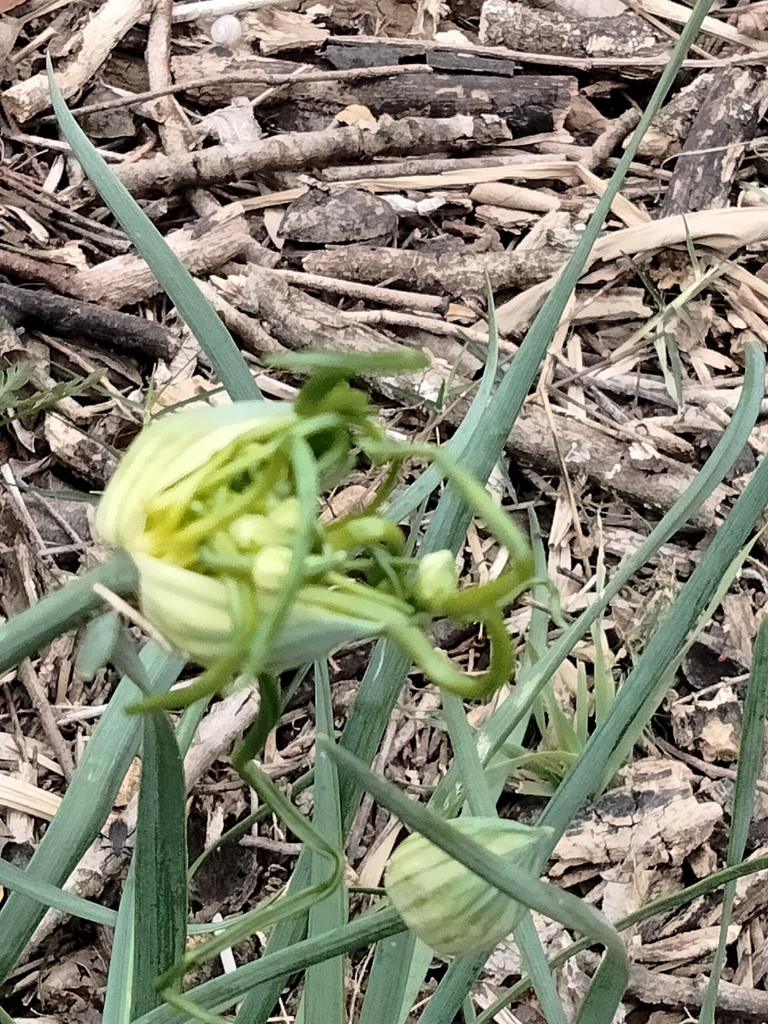 Canadian Meadow garlic from Plano, TX 75074, USA on March 14, 2024 at ...