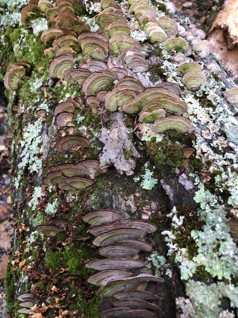 Trichaptum from Bennington County, US-VT, US on October 8, 2023 at 11: ...