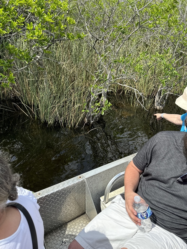 Florida Softshell Turtle from Everglades National Park, Homestead, FL ...