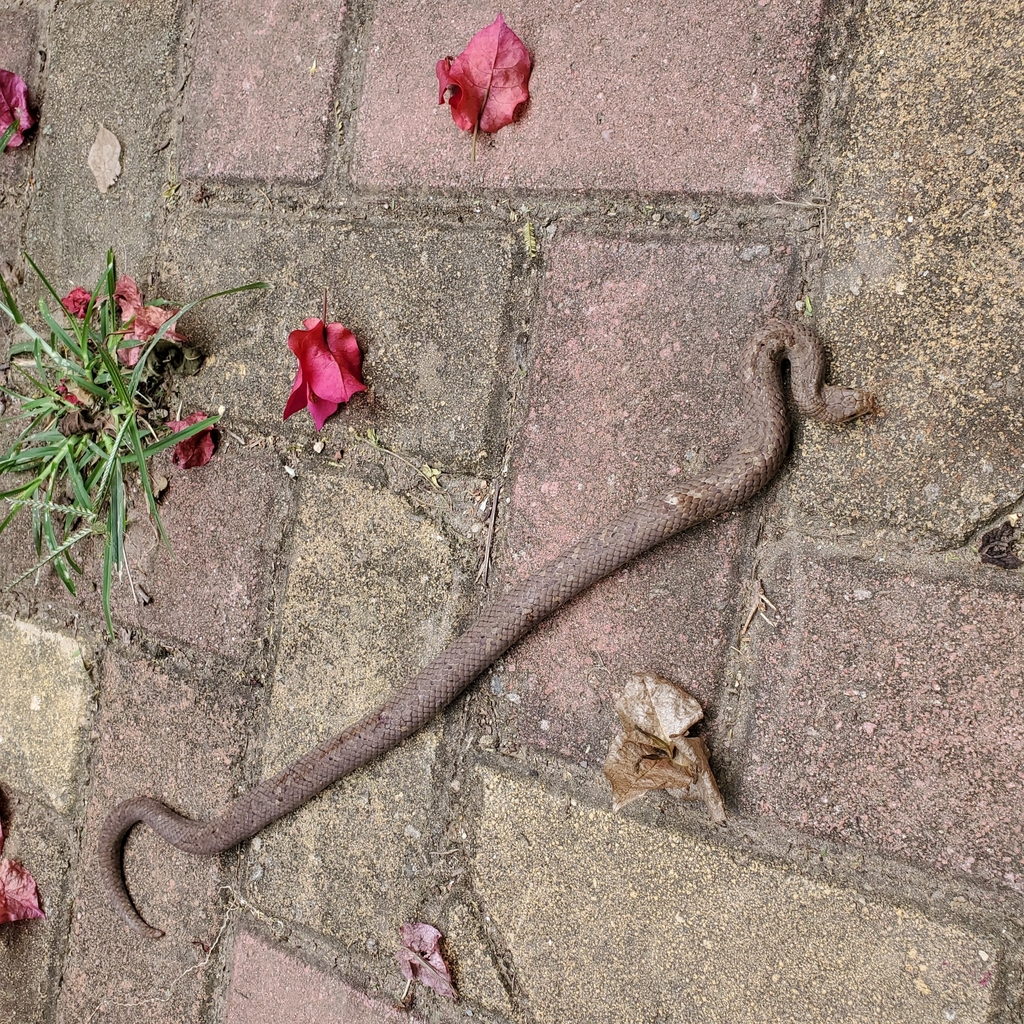 Degenhardt's Scorpion-eating Snake from MQJ7+FWP, Palmira, Ecuador on ...