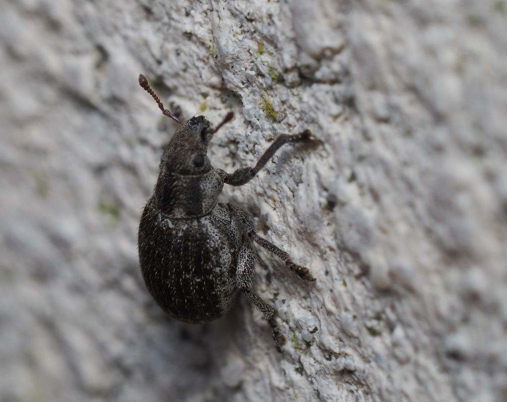 Broad-nosed Weevils from 40310 Escalans, France on March 14, 2024 at 06 ...