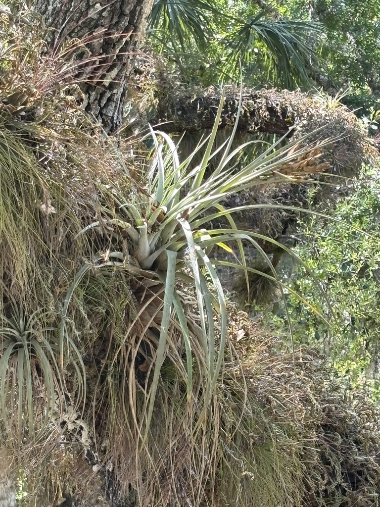 cardinal airplant in March 2024 by Lily Maxwell · iNaturalist