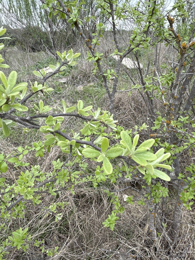 Gum bumelia from Purmela, TX, US on March 14, 2024 at 02:06 PM by ...