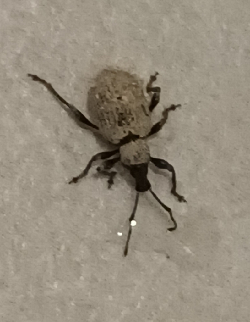 Clay-coloured Weevil from Unit 12, Sunny Bank Industrial Estate, Grange ...