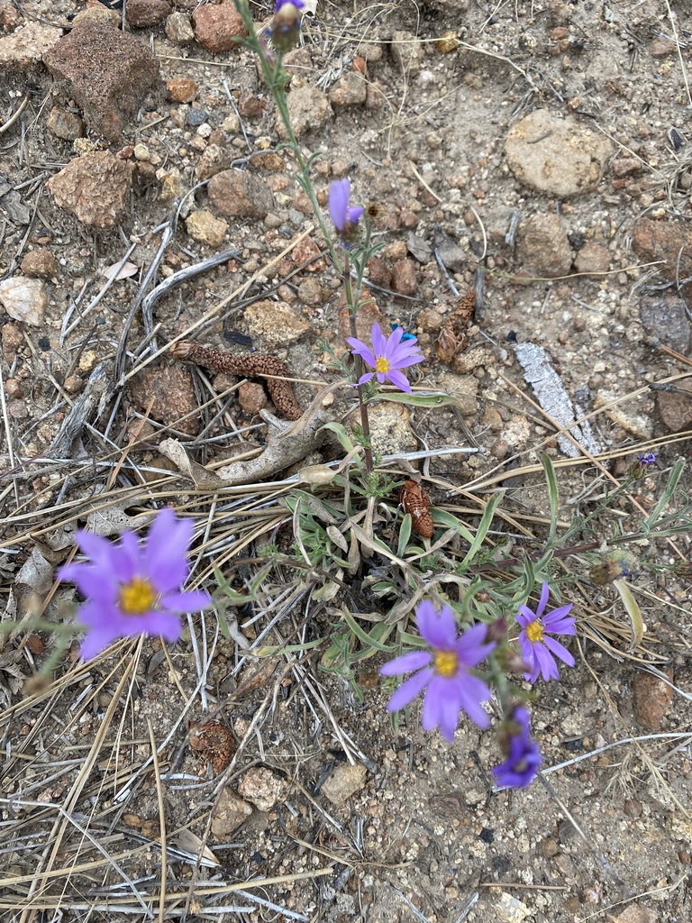 California Aster from San Bernardino National Forest, Angelus Oaks, CA ...