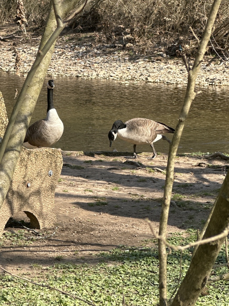 Canada Goose from W Northwestern Ave, Philadelphia, PA, US on March 14 ...