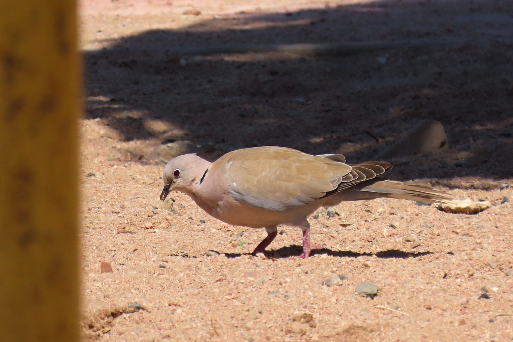 Eurasian Collared-Dove from Aqaba Qasabah District, Jordánsko on March ...