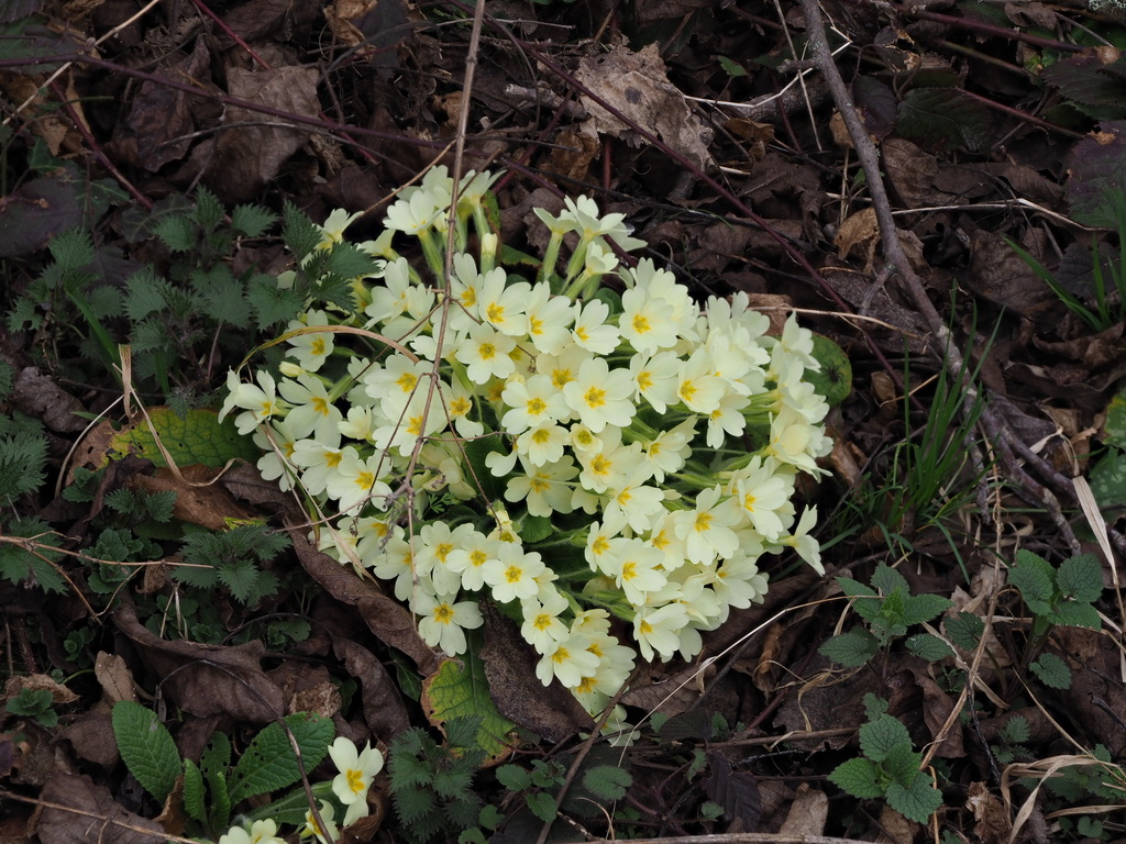 Primrose from Gornji Vrhovci, Croatia on March 4, 2024 at 02:08 PM by ...