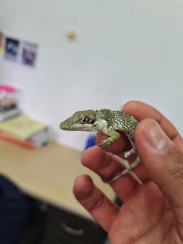 Anolis quimbaya from Rionegro, CO-AN, CO on March 14, 2024 at 02:12 PM ...