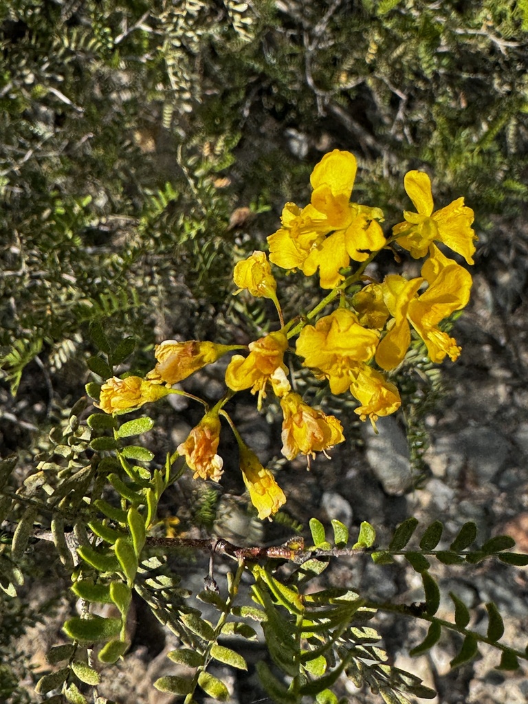 Zuccagnia punctata from Camino del Inca, Luján de Cuyo, Mendoza, AR on ...