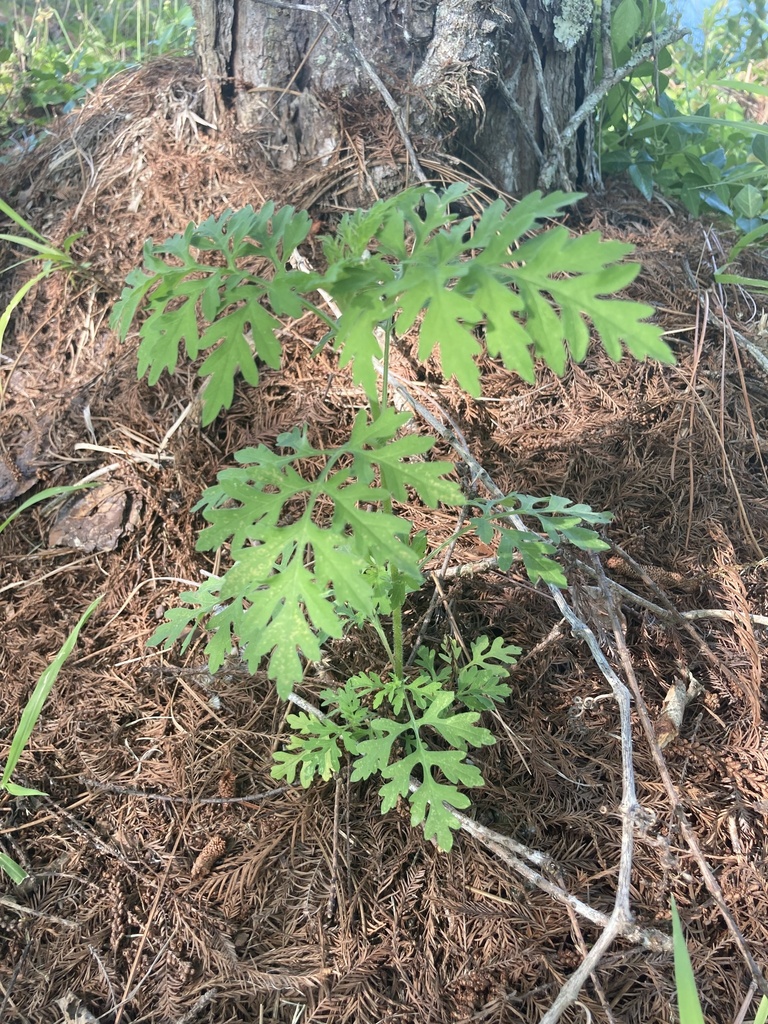 common ragweed from Picos Rd, Fort Pierce, FL, US on March 14, 2024 at ...