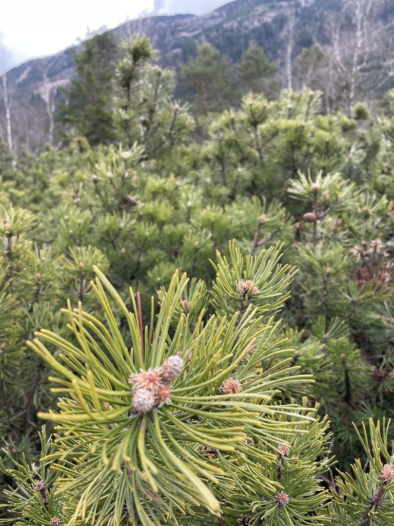 mountain pine from Pürgschachen Moor, Ardning, Steiermark, AT on March 14, 2024 at 11:35 AM by ...