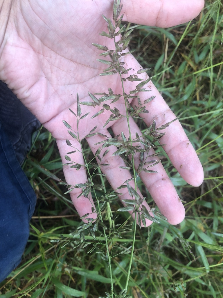 stinkgrass from Duffys Forest, Duffys Forest, NSW, AU on March 15, 2024 ...