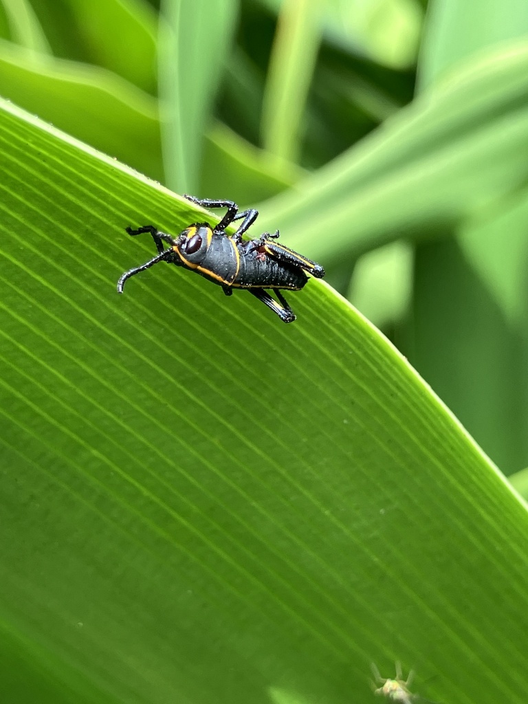 Eastern Lubber Grasshopper from Eckerd College, Saint Petersburg, FL ...