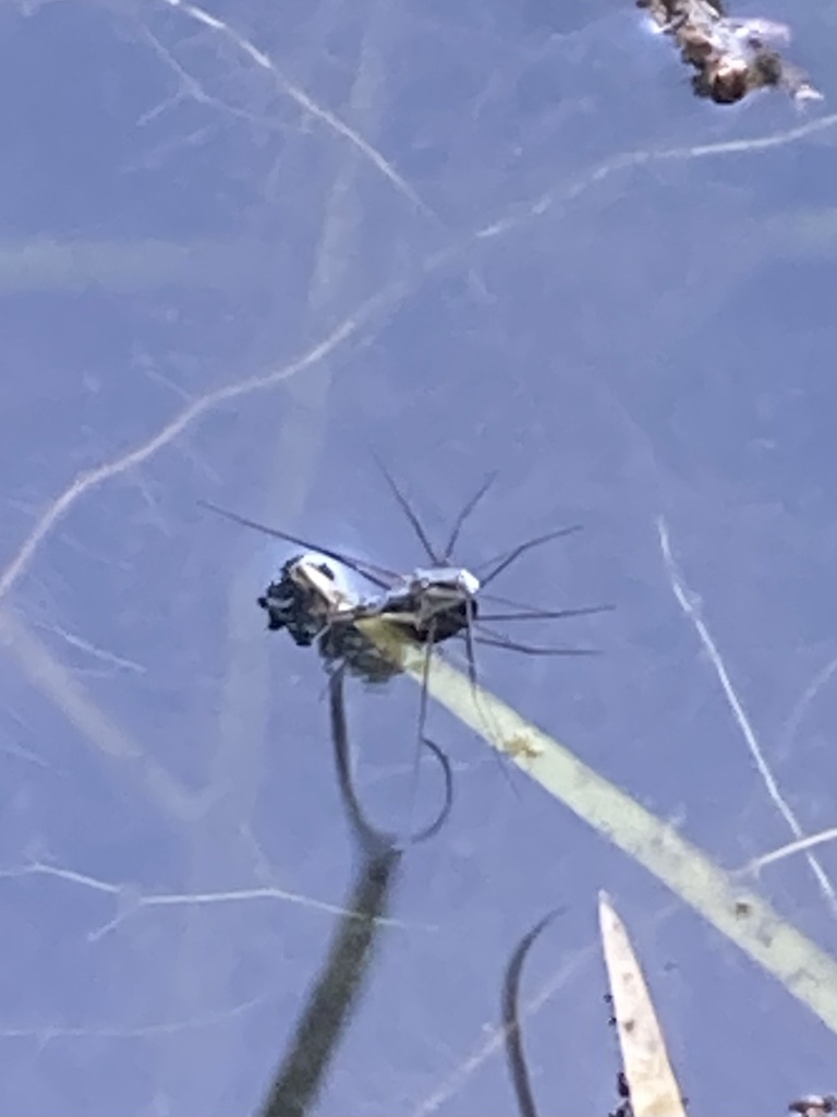Neogerris hesione from Picos Rd, Fort Pierce, FL, US on March 14, 2024 ...